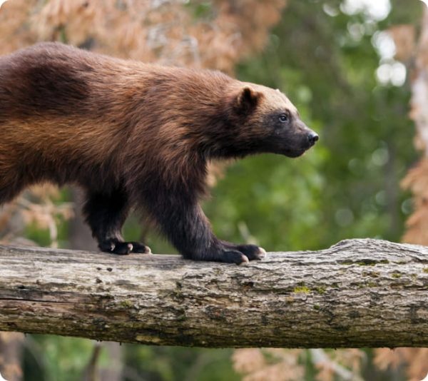 About HECS® - HECS® Wildlife
