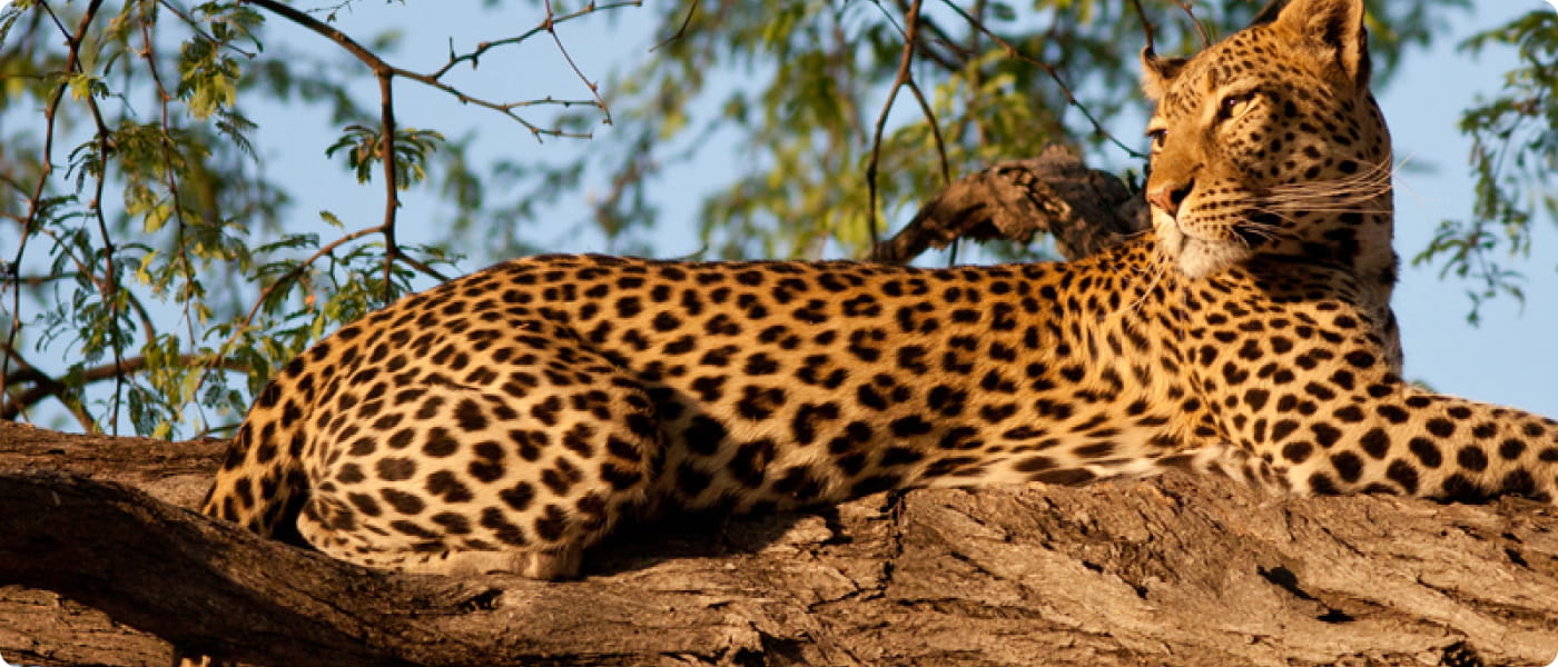 About HECS® - HECS® Wildlife